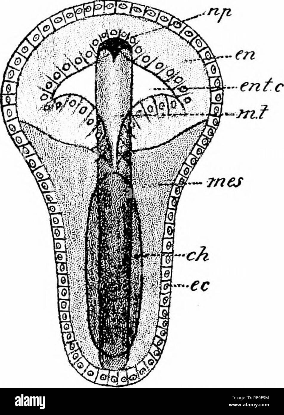 . Amphioxus and the ancestry of the vertebrates. Amphioxus; Sea squirts ...