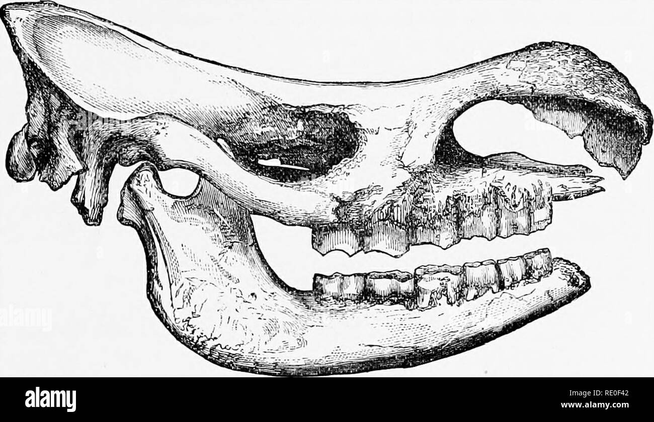 . An introduction to the study of mammals living and extinct. Mammals ...