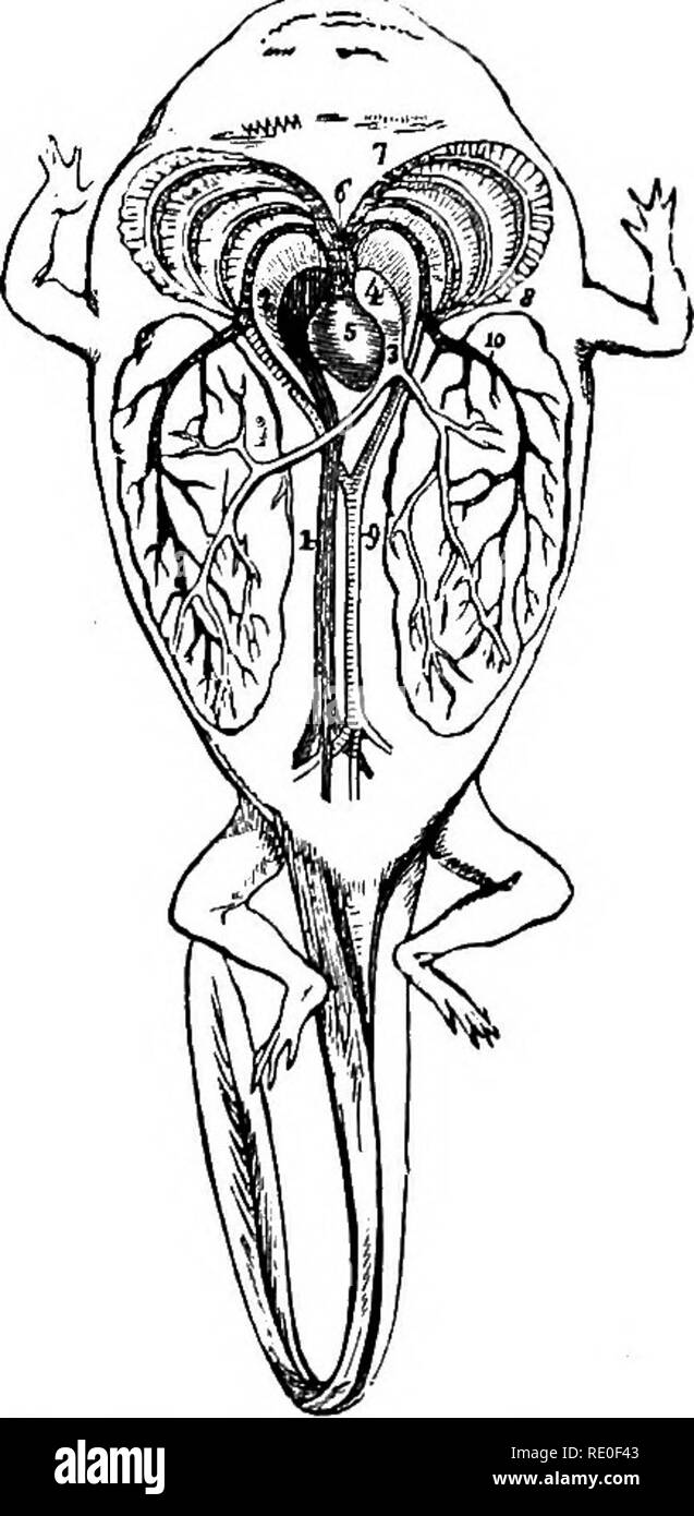 Buib hi-res stock photography and images - Alamy