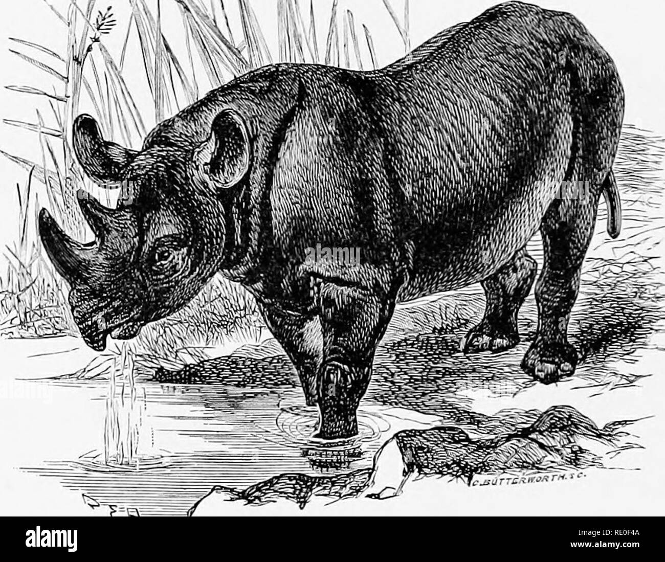 Prehensile lip Black and White Stock Photos & Images - Alamy