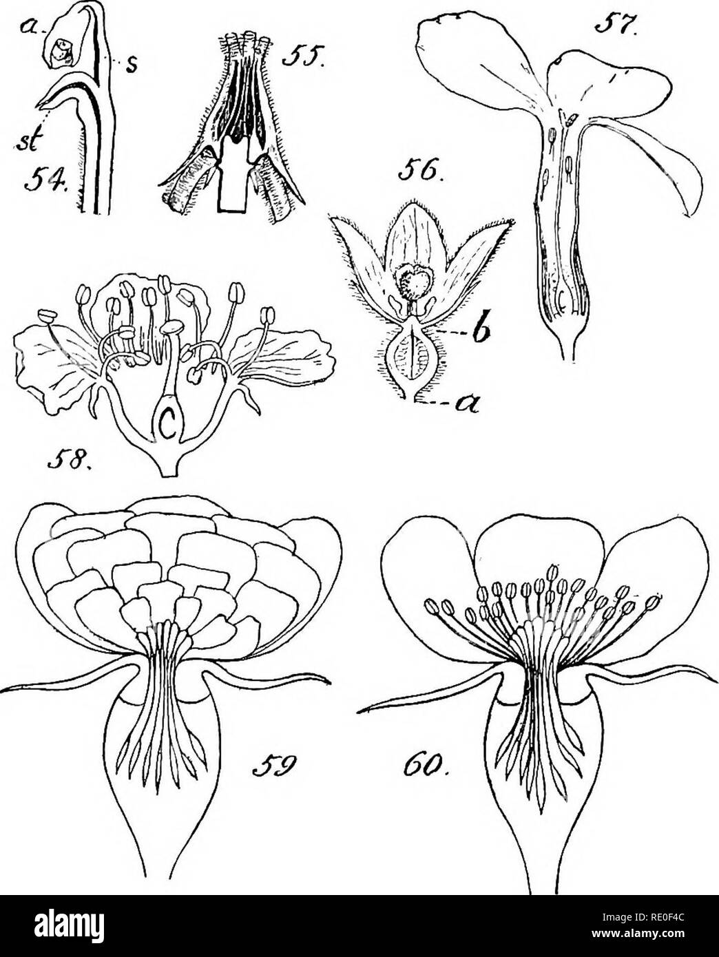 . A manual of structural botany; an introductory textbook for students ...