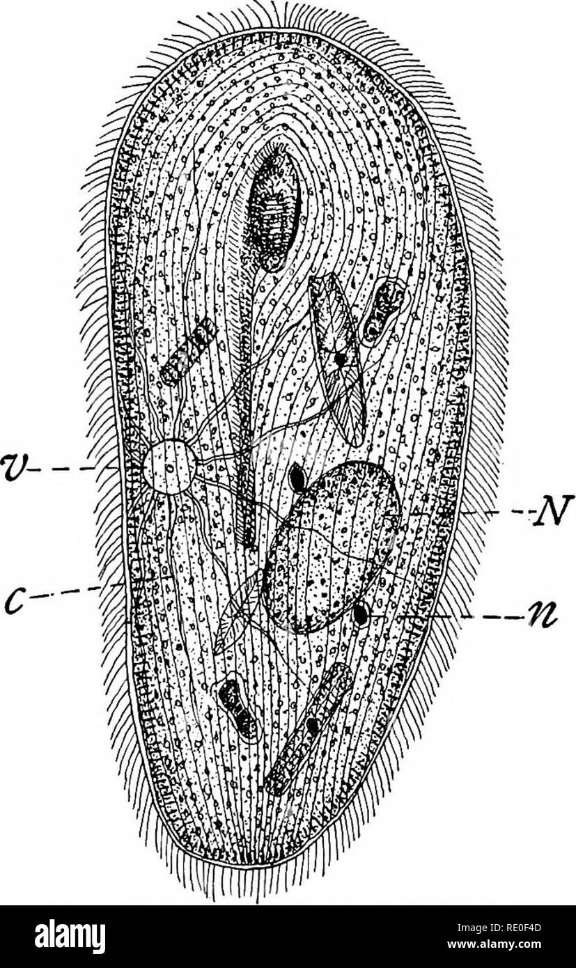 . The Protozoa. Protozoa. GENERAL SKETCH 53 of Protozoa there is no ...