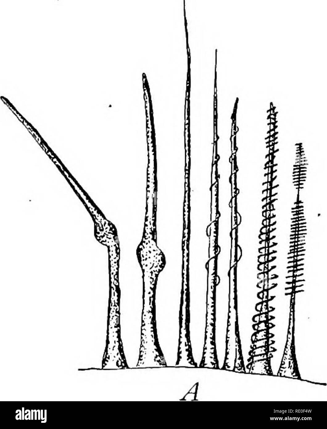 . The Protozoa. Protozoa. 52 THE PROTOZOA sharper tentacles, and its ...