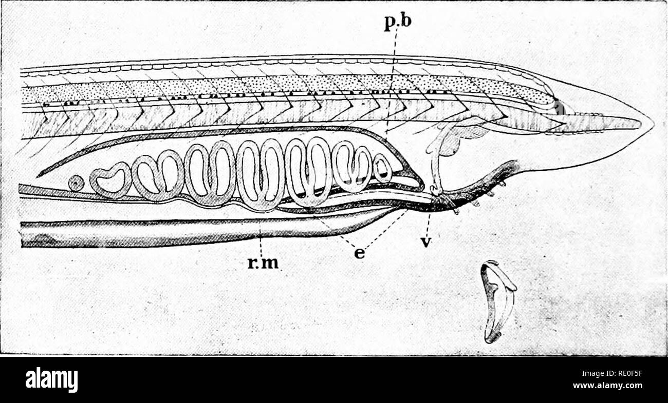 . Amphioxus and the ancestry of the vertebrates. Amphioxus; Sea squirts ...