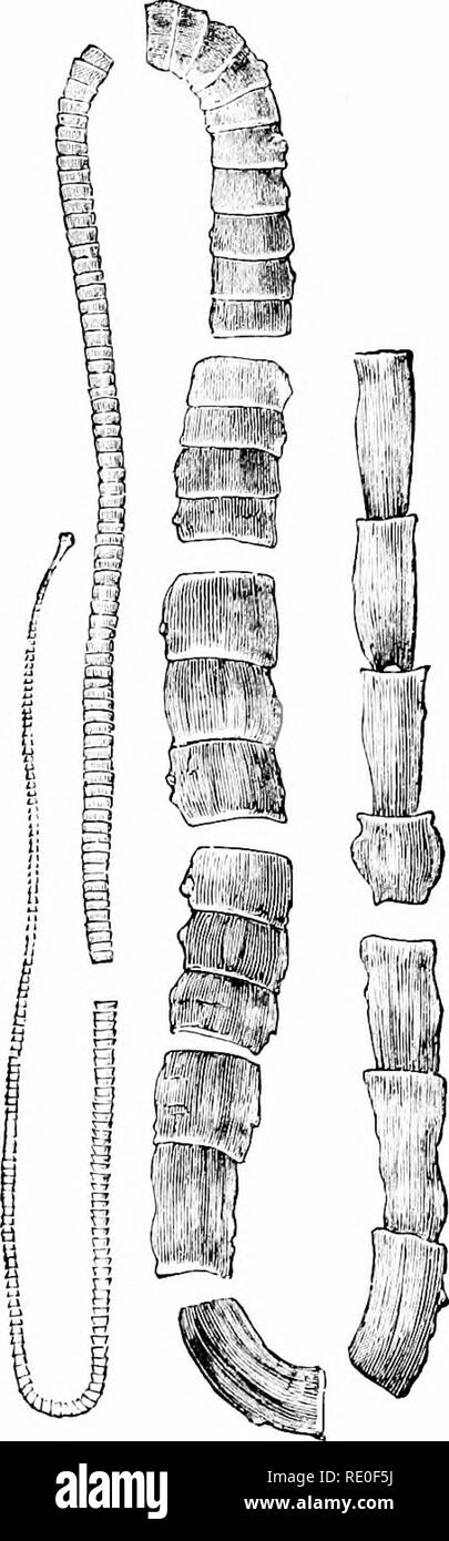 Proglottids hi-res stock photography and images - Alamy