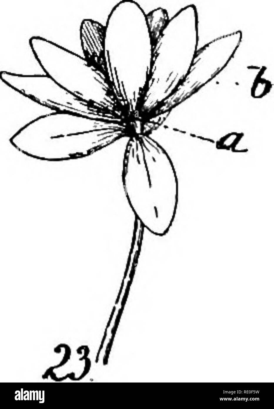 Epicalyx hi-res stock photography and images - Alamy