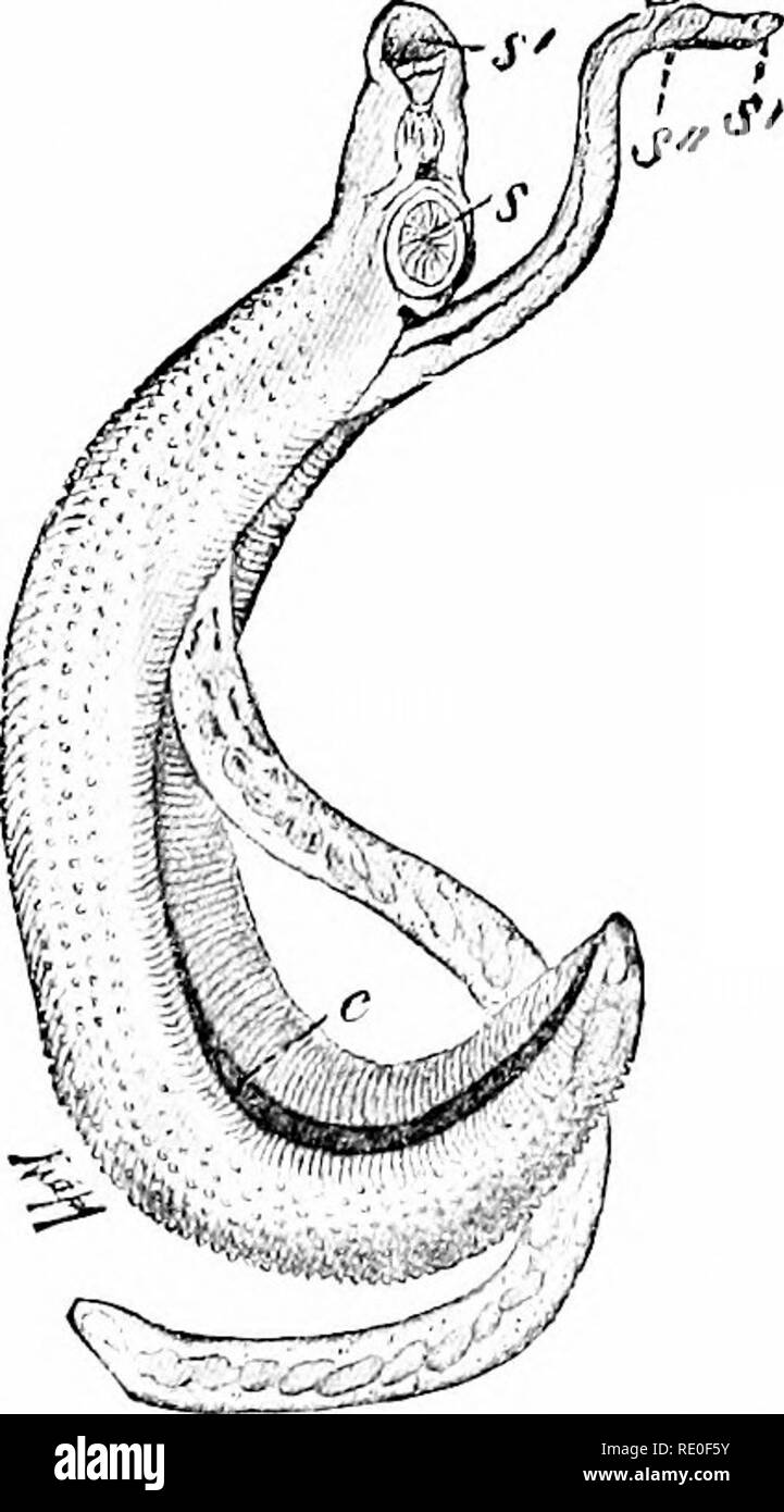 Cercaria larva hi-res stock photography and images - Alamy