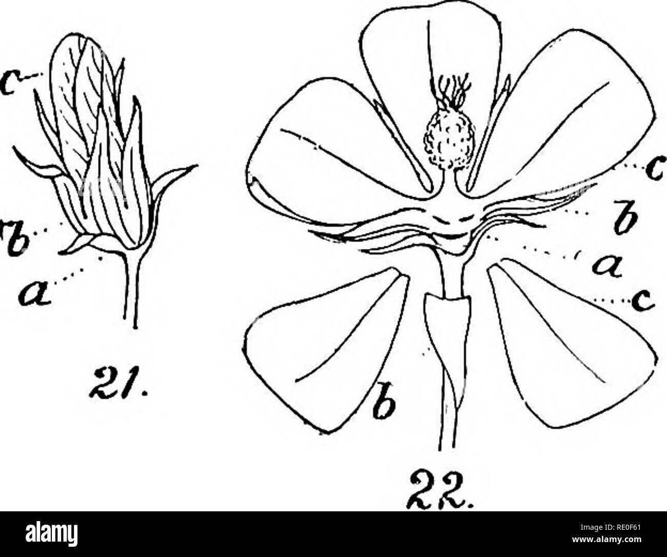 Epicalyx hi-res stock photography and images - Alamy