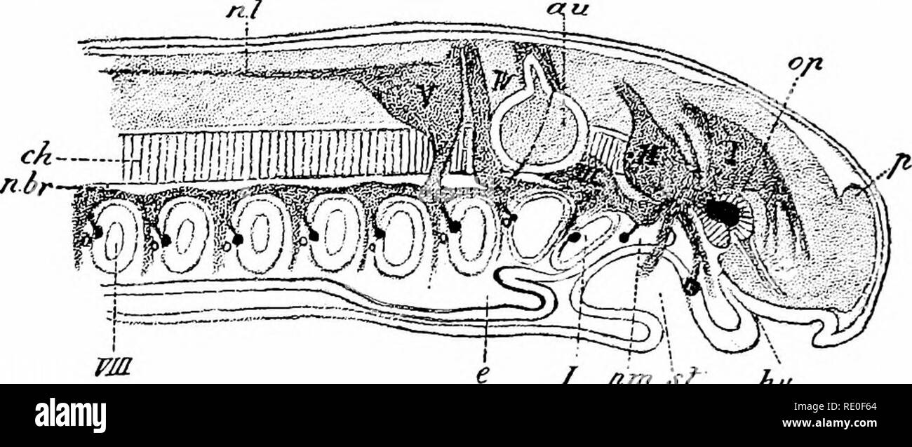 . Amphioxus and the ancestry of the vertebrates. Amphioxus; Sea squirts ...