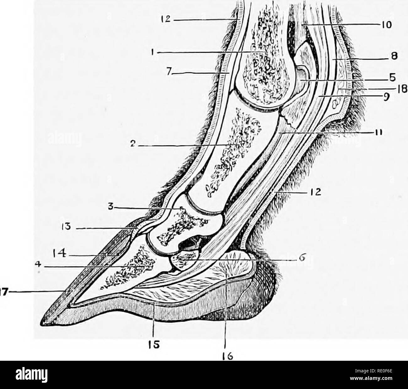 Metatarsal of horse hi-res stock photography and images - Alamy