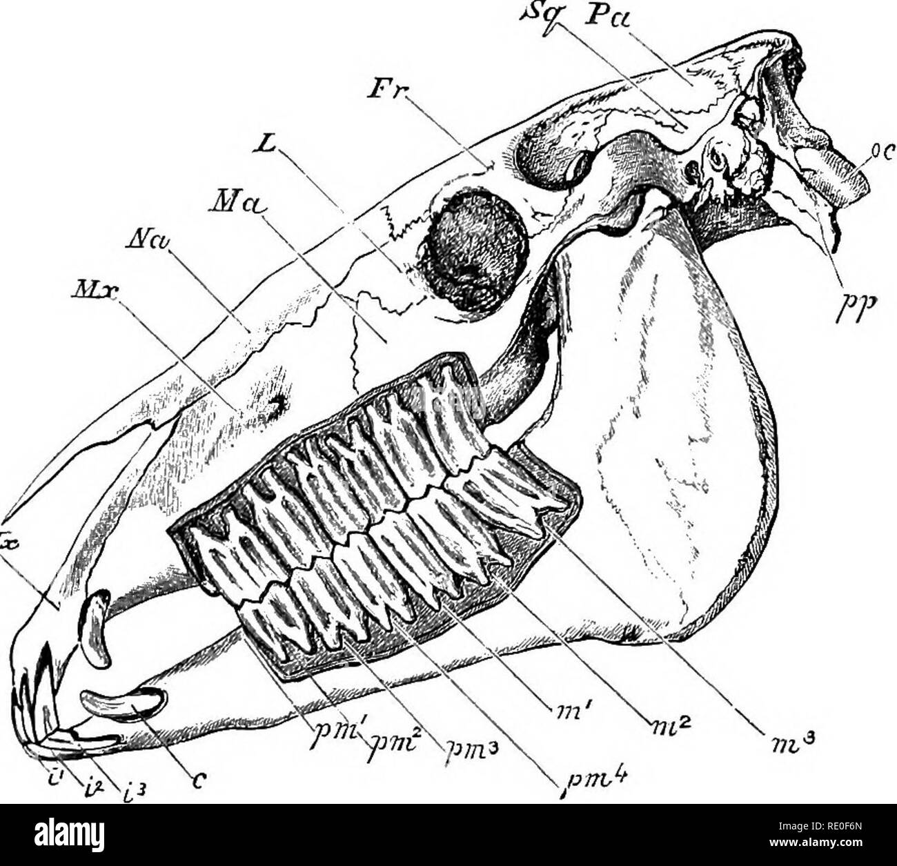 . An introduction to the study of mammals living and extinct. Mammals ...
