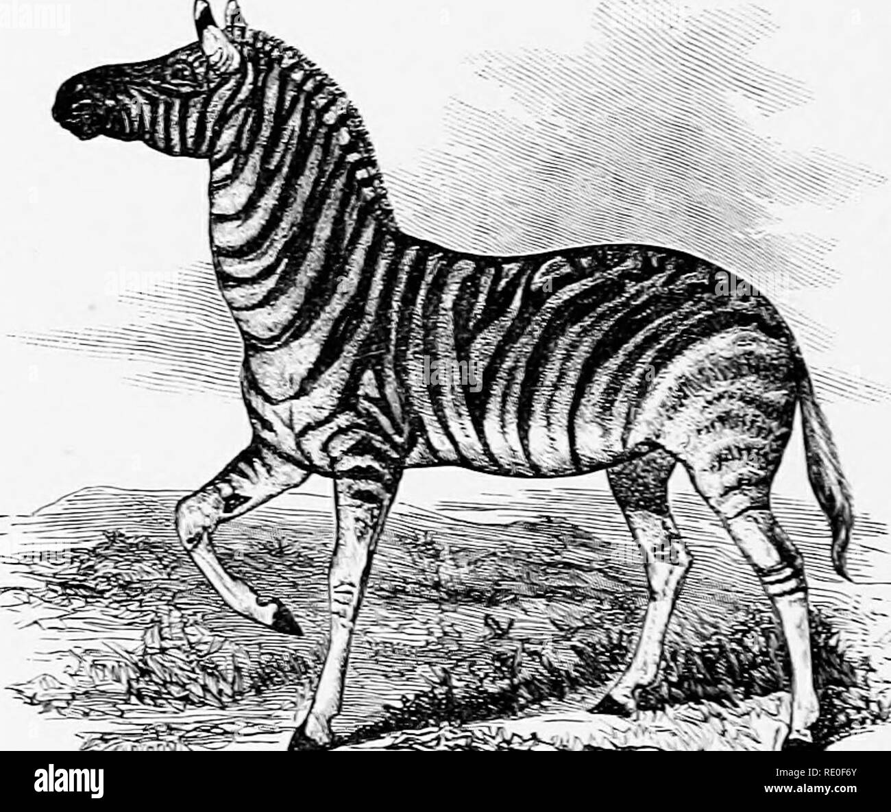 . An introduction to the study of mammals living and extinct. Mammals ...