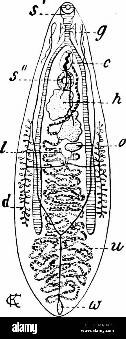 . A manual of zoology. Zoology. FlO. 233. Fig. 2.33. Fig. Z&.—Distomum ...