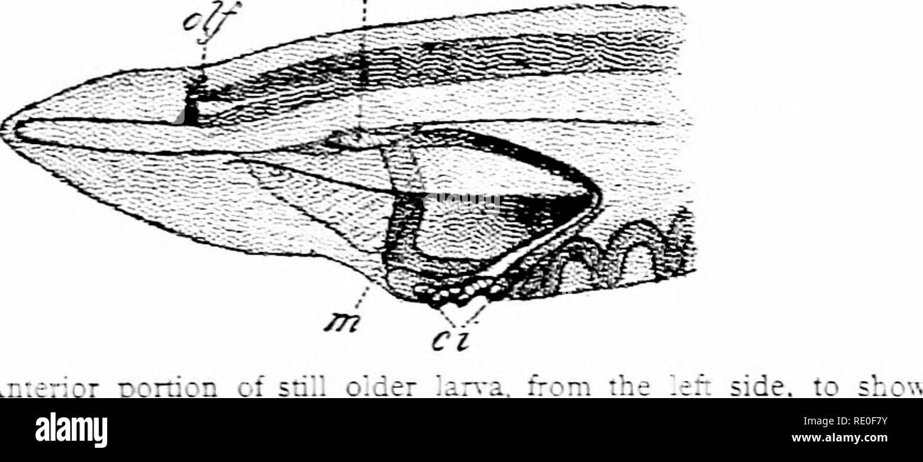 . Amphioxus and the ancestry of the vertebrates. Amphioxus; Sea squirts ...