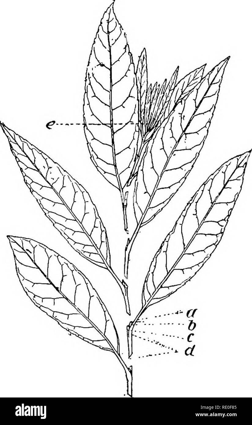 Phytomer hi-res stock photography and images - Alamy