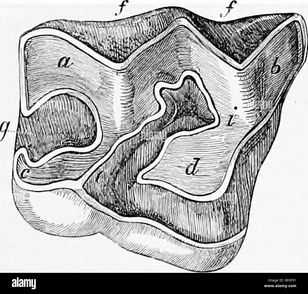 . An introduction to the study of mammals living and extinct. Mammals ...