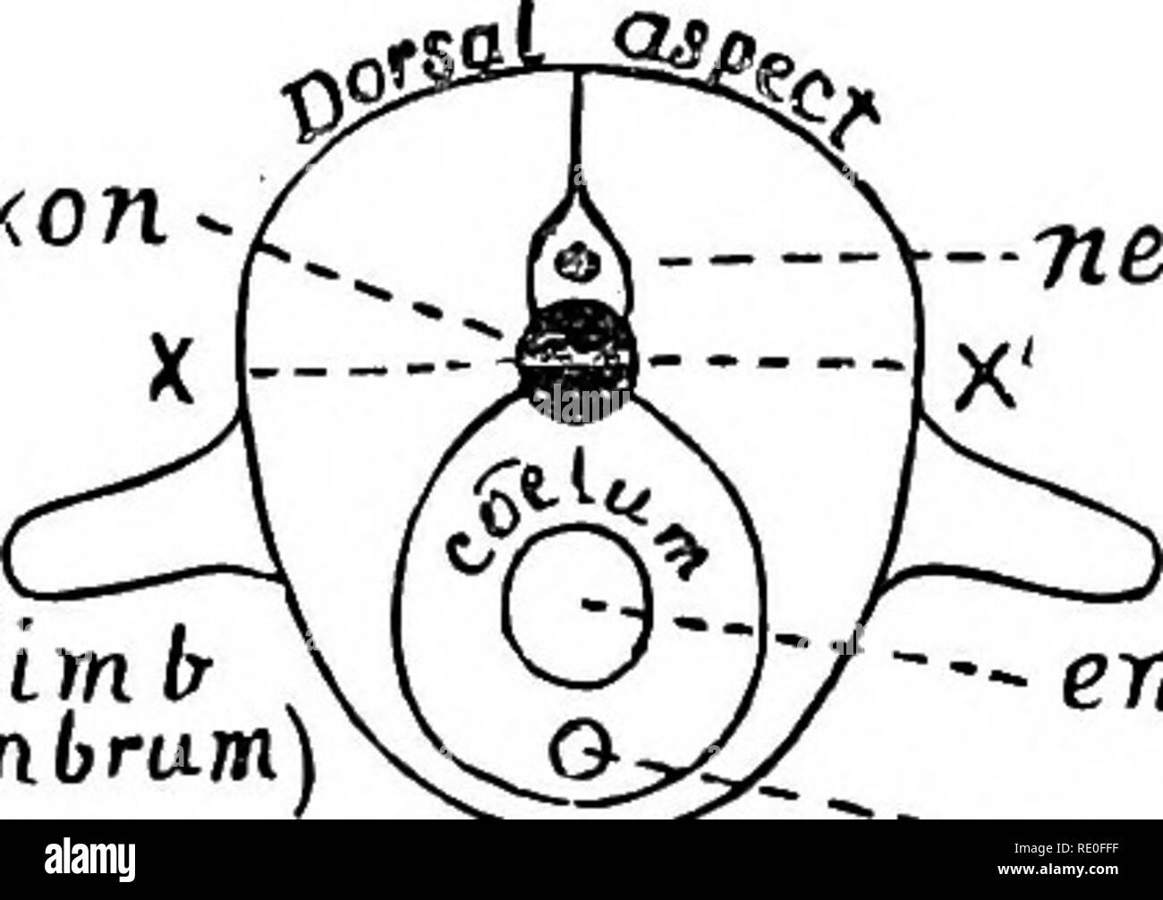 . Anatomical technology as applied to the domestic cat; an introduction ...