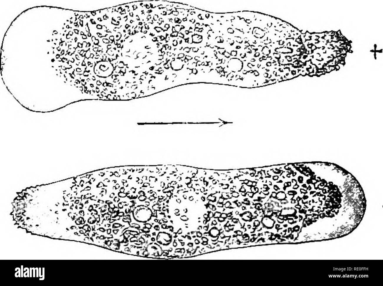 Halteria hi-res stock photography and images - Alamy