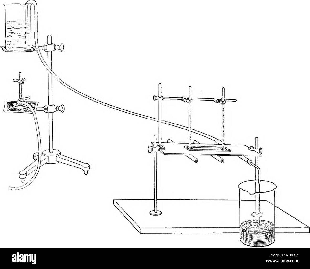 Chemotaxis hi-res stock photography and images - Alamy