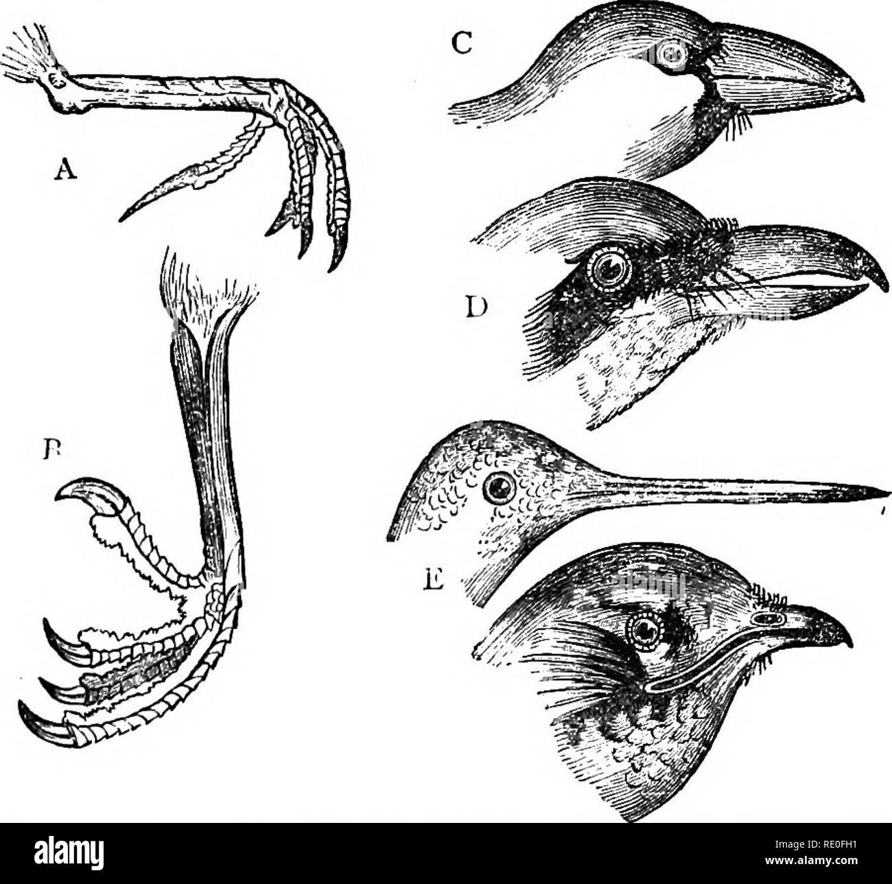 Easily recognizable birds Cut Out Stock Images & Pictures - Alamy