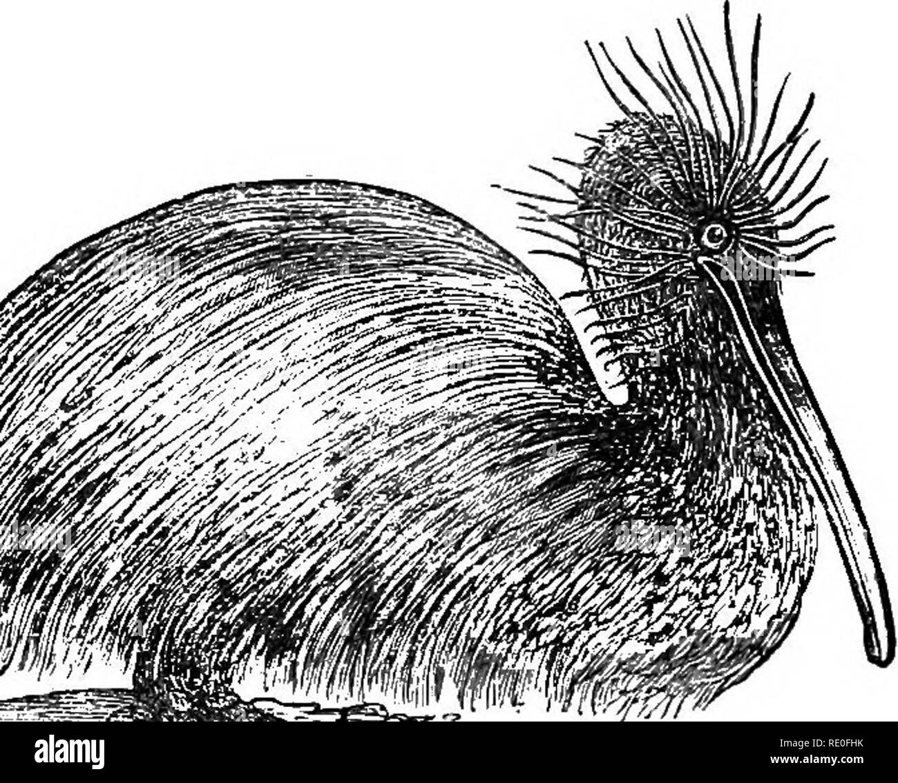 Blunt claws hi-res stock photography and images - Alamy