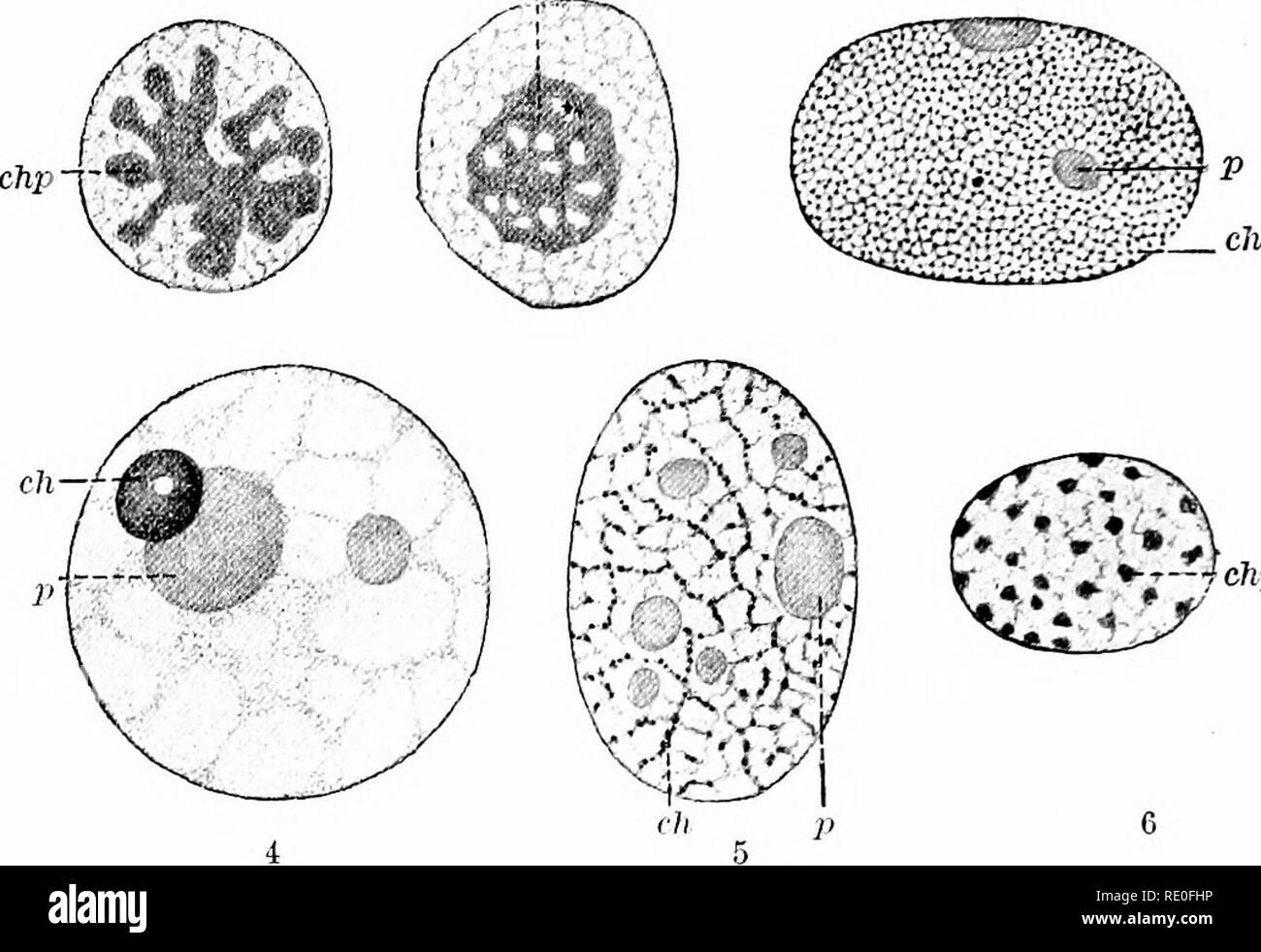 . A manual of zoology. Zoology. 60 GENEliAL PRINCIPLES OF ZOOLOGY ...