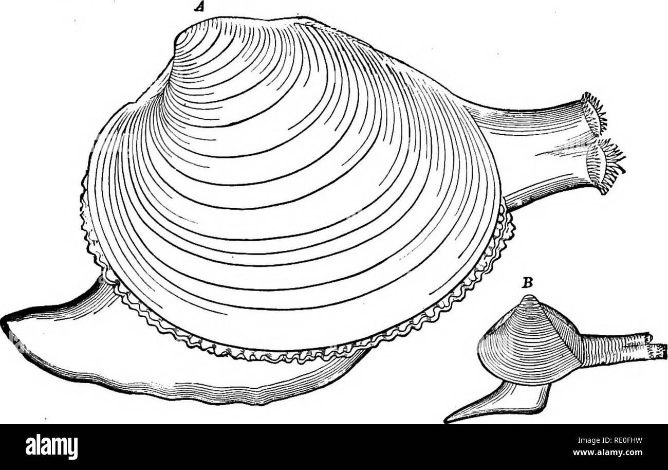 Mussel byssus hi-res stock photography and images - Alamy