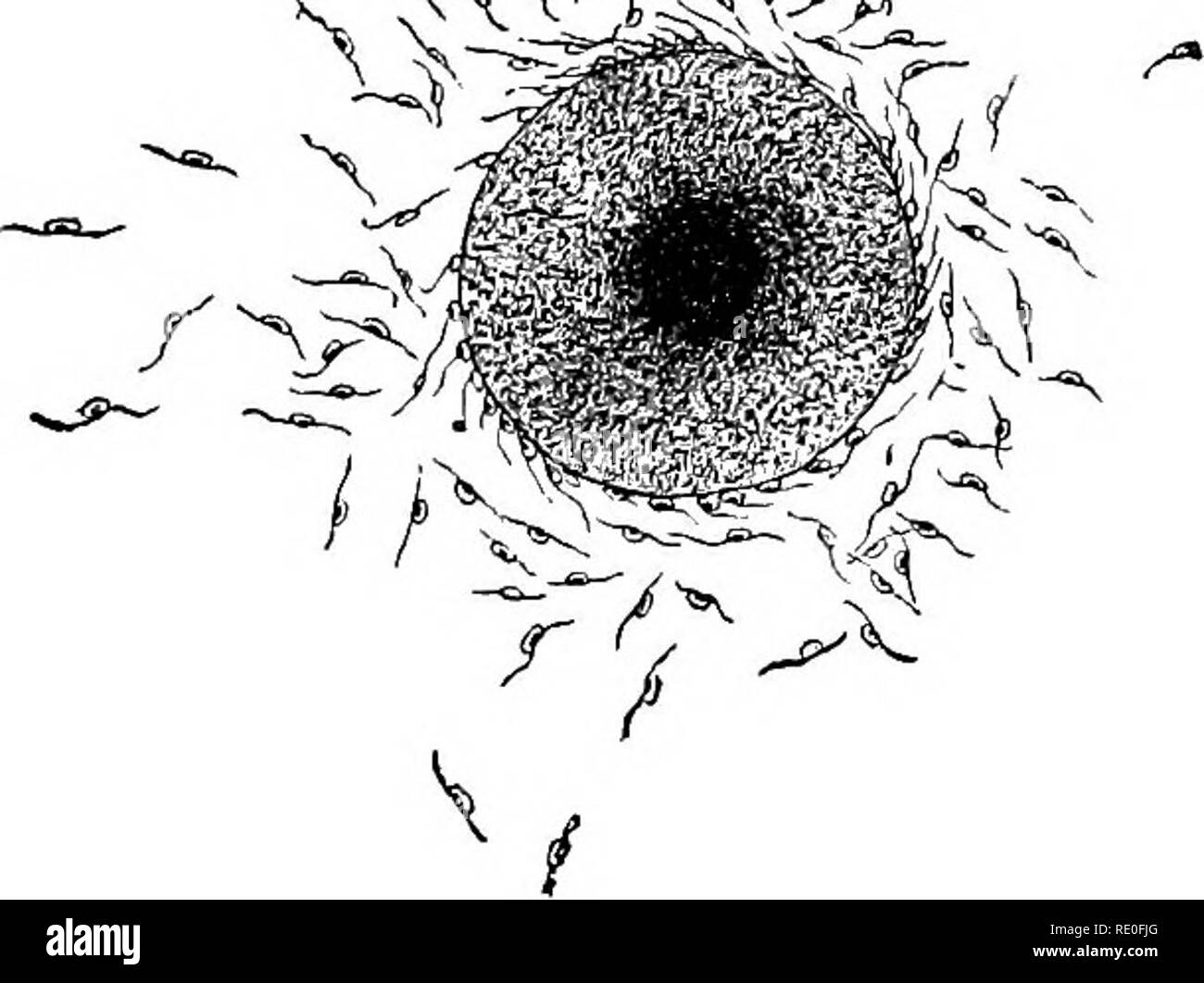 Adaptive species Black and White Stock Photos & Images - Alamy