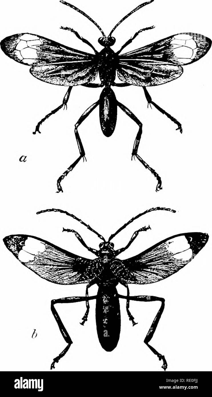 49 species Cut Out Stock Images & Pictures - Alamy