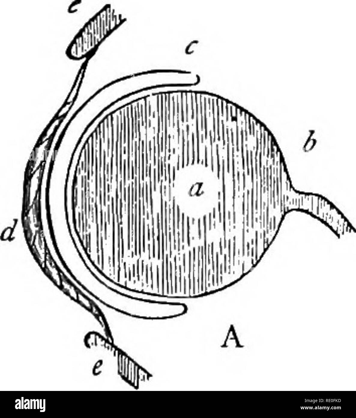 Two harmless snakes hi-res stock photography and images - Alamy