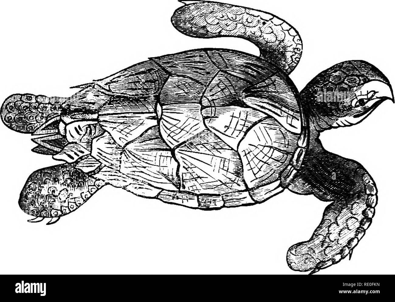 Conjoined turtle hi-res stock photography and images - Alamy