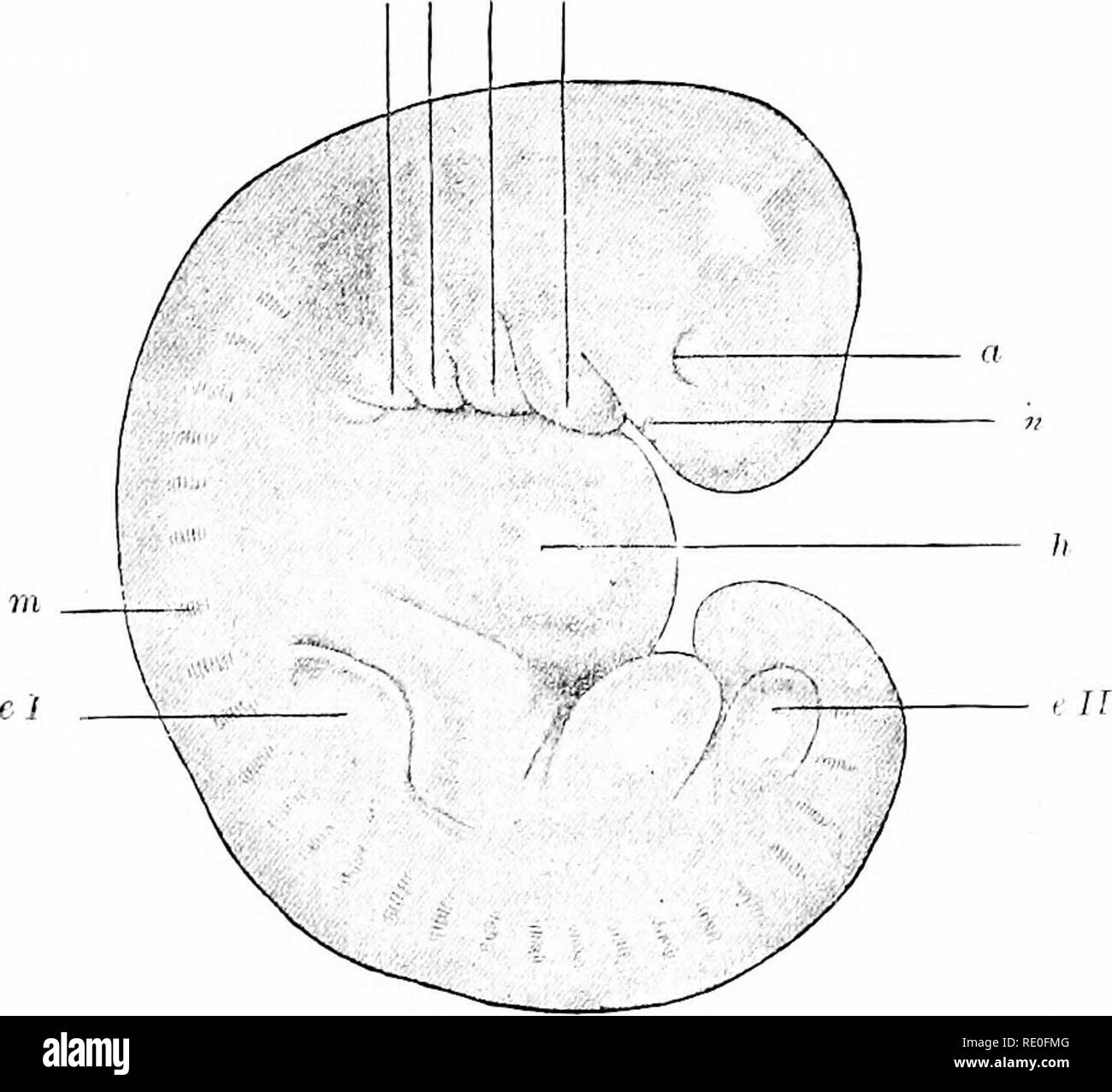 3 1 2 week human embryo hi-res stock photography and images - Alamy