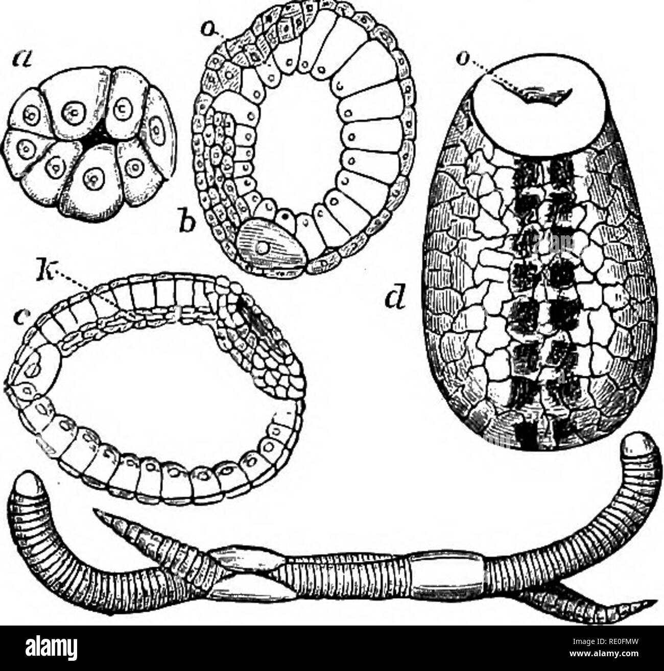 Muscular sac Black and White Stock Photos & Images - Alamy