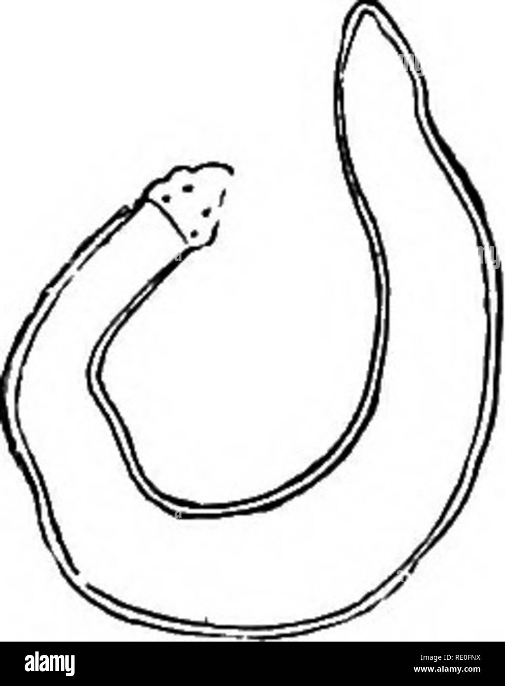 . Zoology for high schools and colleges. Zoology. and posterior end of ...