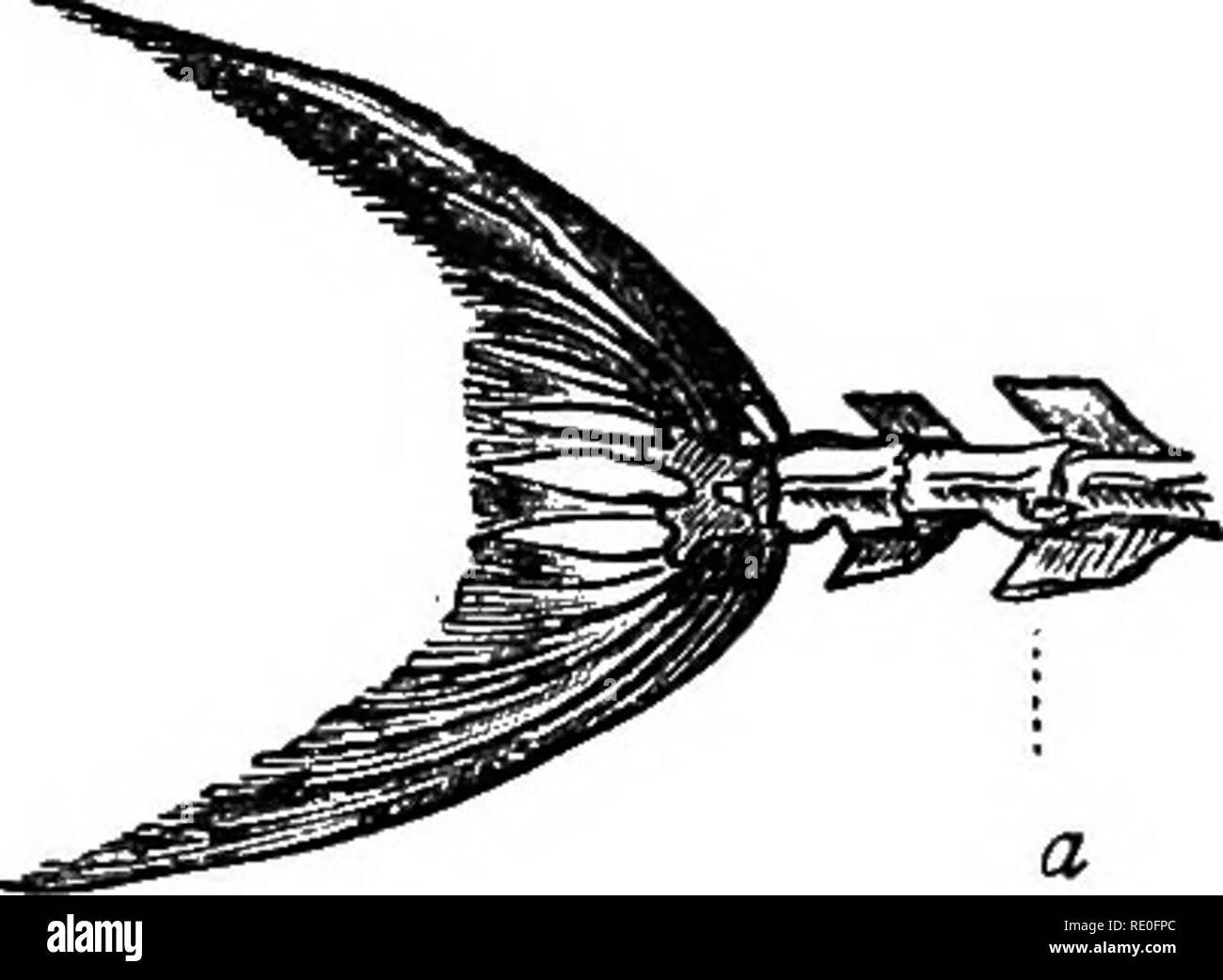 Two dorsal fins Black and White Stock Photos & Images - Alamy