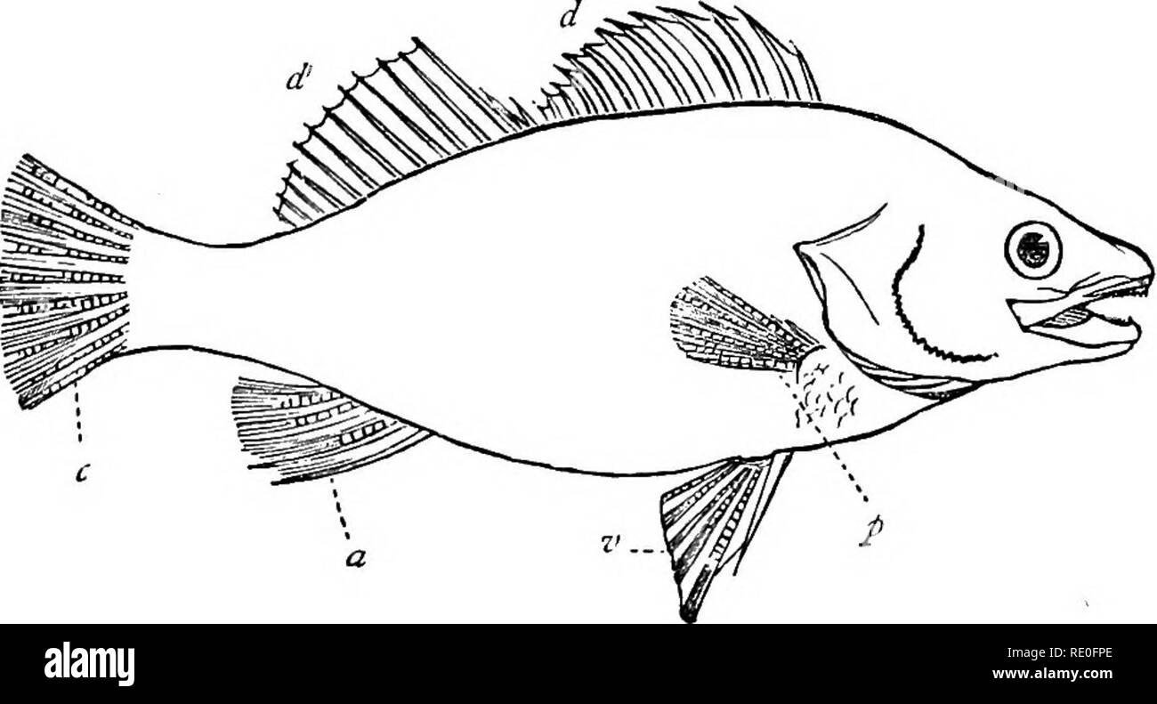 Hind fish Black and White Stock Photos & Images - Alamy