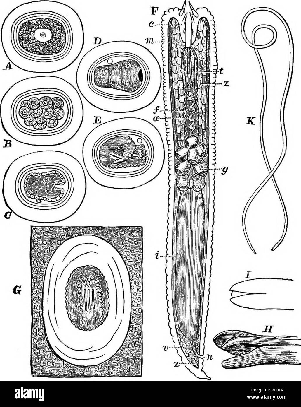 Gordius hi-res stock photography and images - Alamy