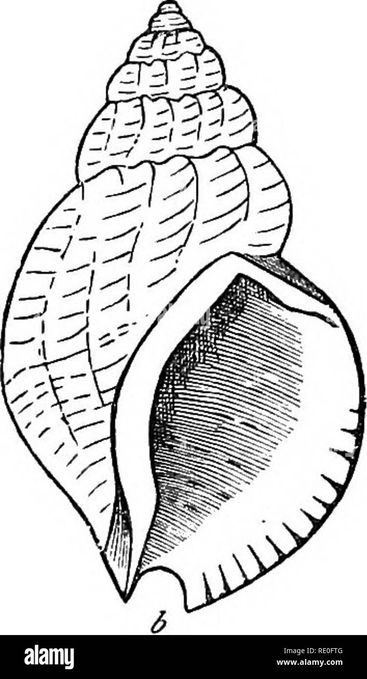 Shells siphon anatomy hi-res stock photography and images - Alamy