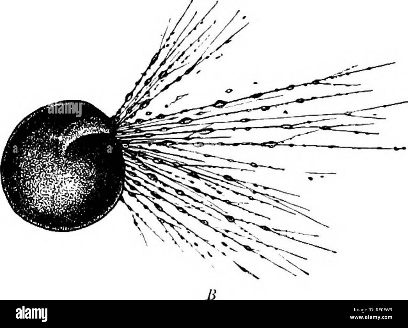 Normal shell Black and White Stock Photos & Images - Alamy