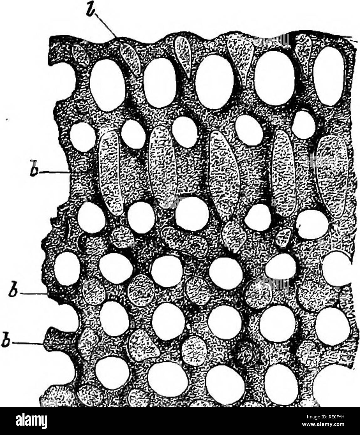 Cidaris cidaris Black and White Stock Photos & Images - Alamy Cidaris cidaris Black and White Stock Photos & Images - Alamy