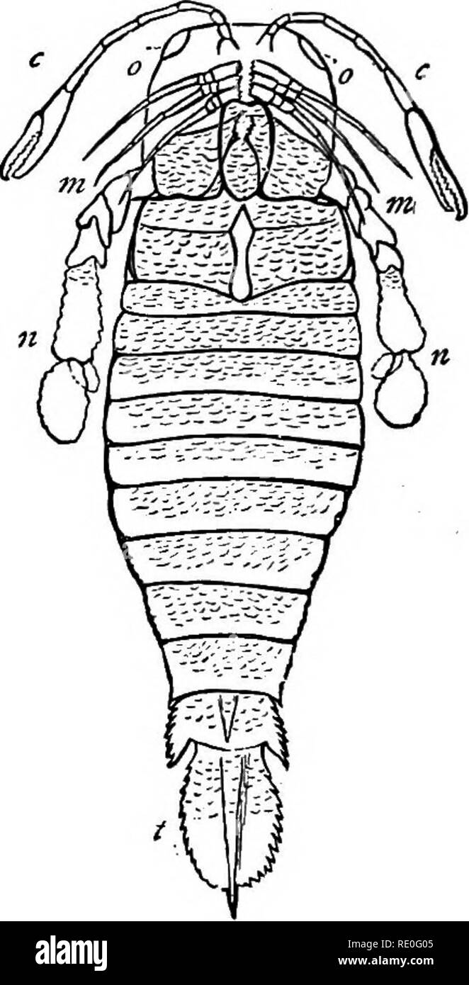 Large branchial plates hi-res stock photography and images - Alamy