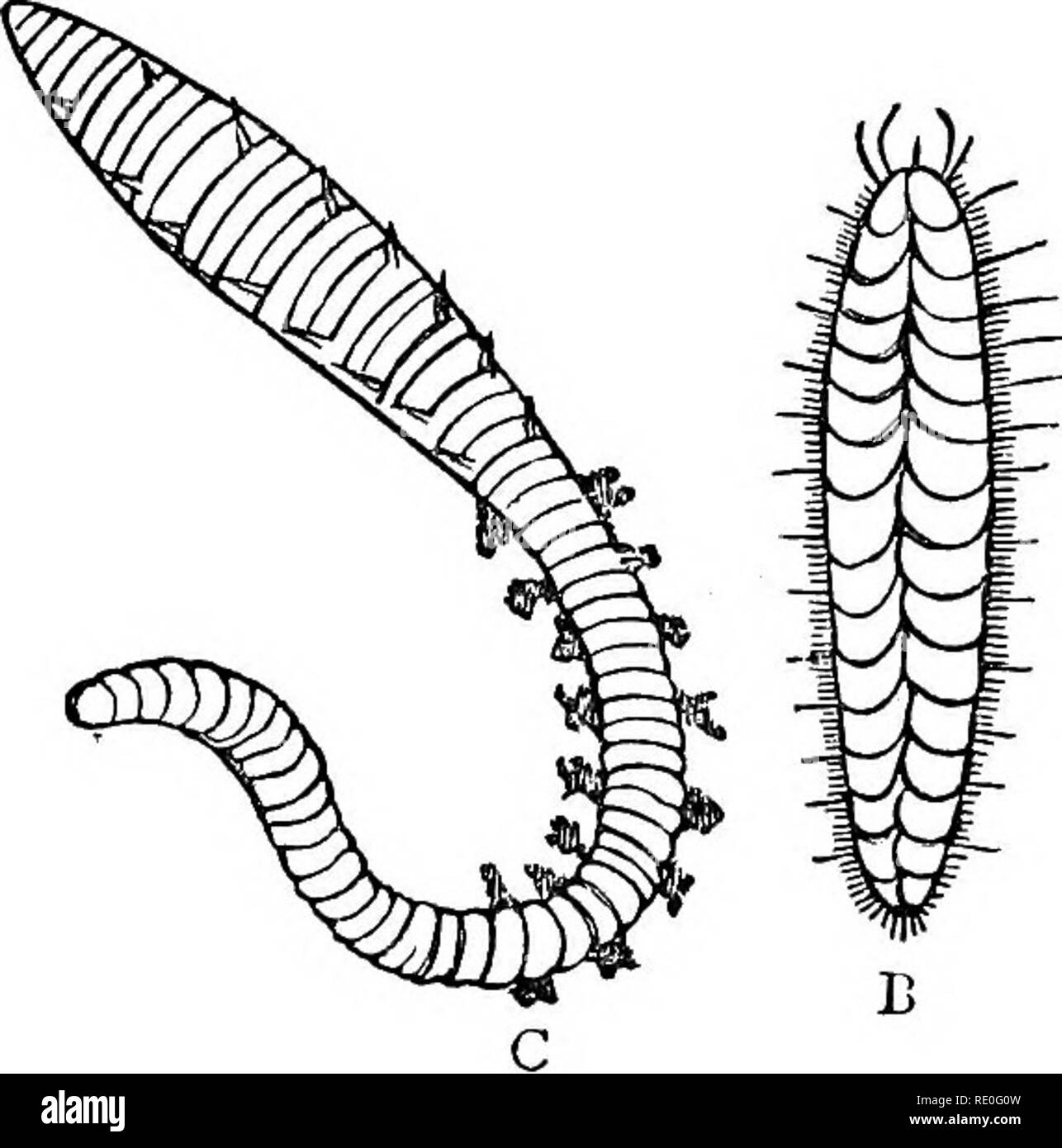 . Text-book of zoology for schools and colleges. Zoology. 124 ...
