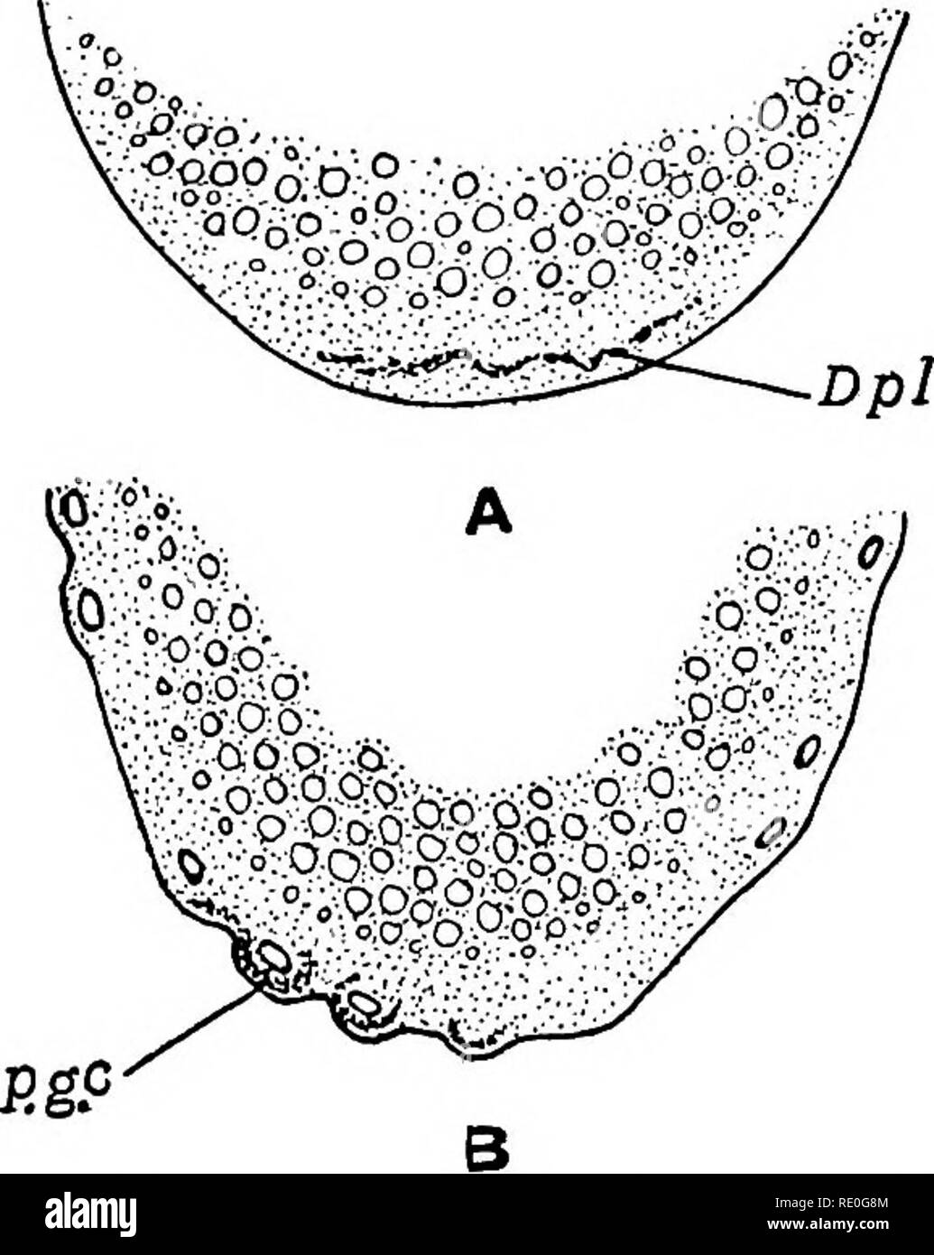 . The germ-cell cycle in animals . Cells. GERM CELLS IN THE ARTHROPODA ...