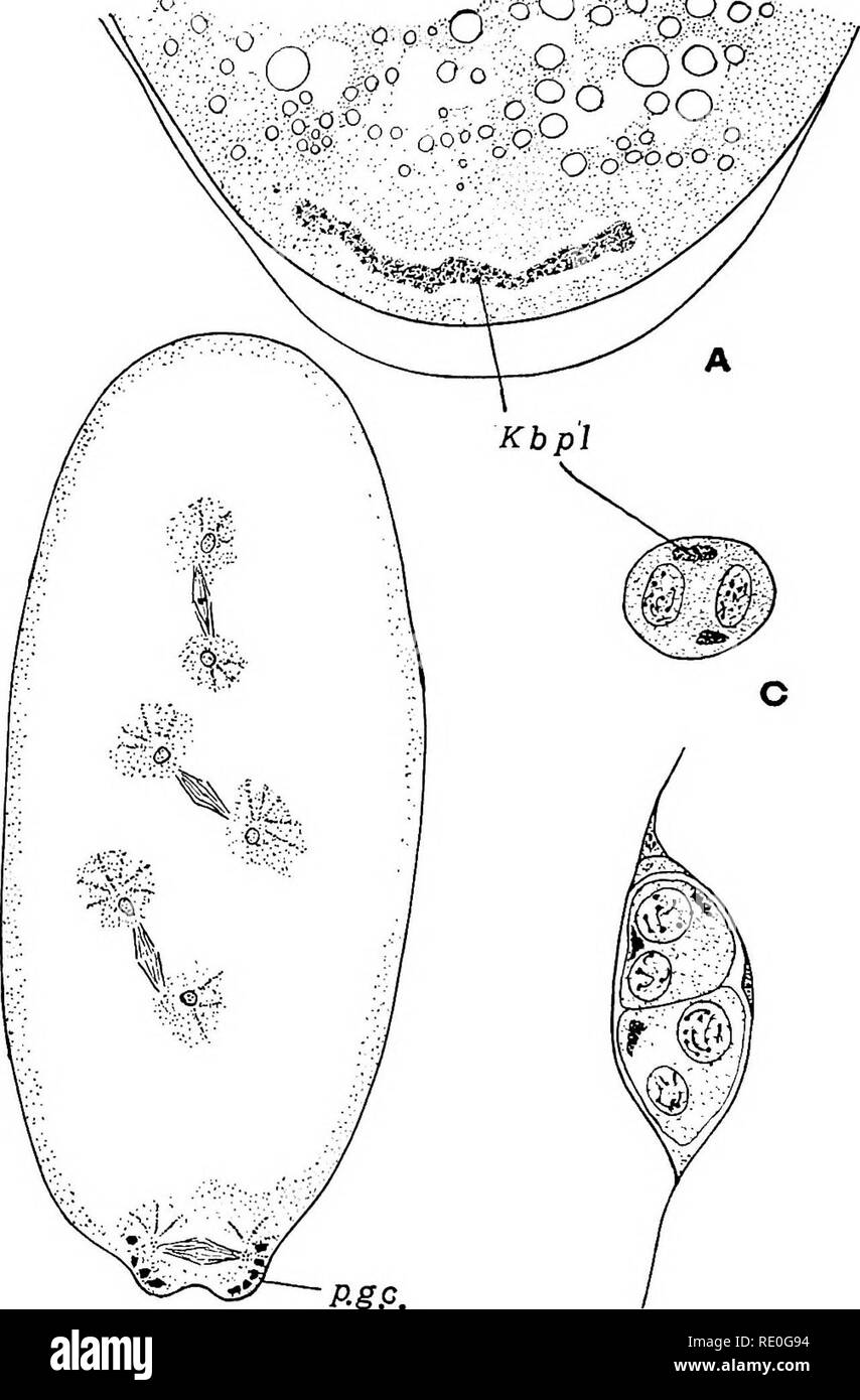. The germ-cell cycle in animals . Cells. G). Fig. 33. — Chironomus. A ...