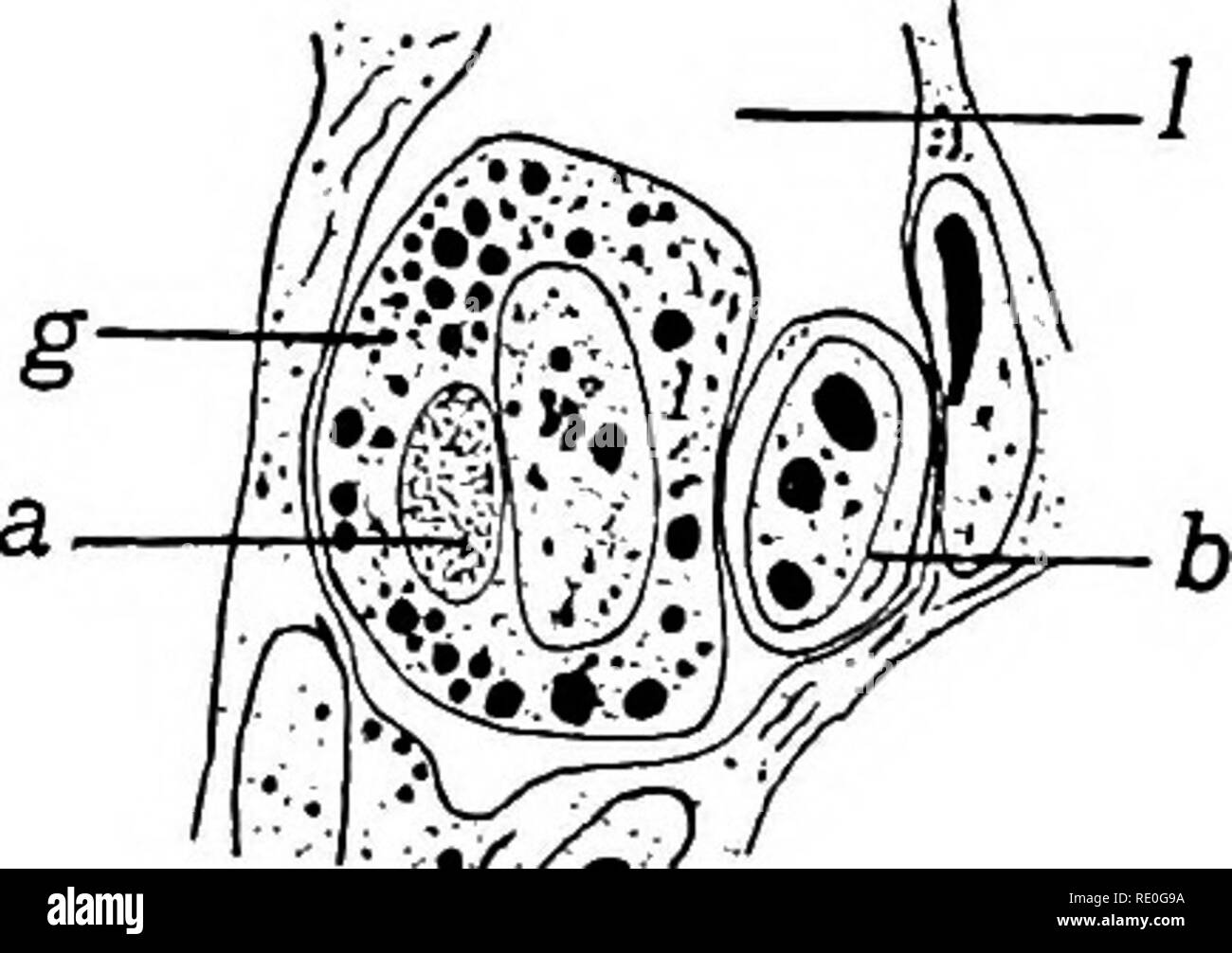 . The germ-cell cycle in animals . Cells. %^ B D Fig. 31. — Germ cells ...