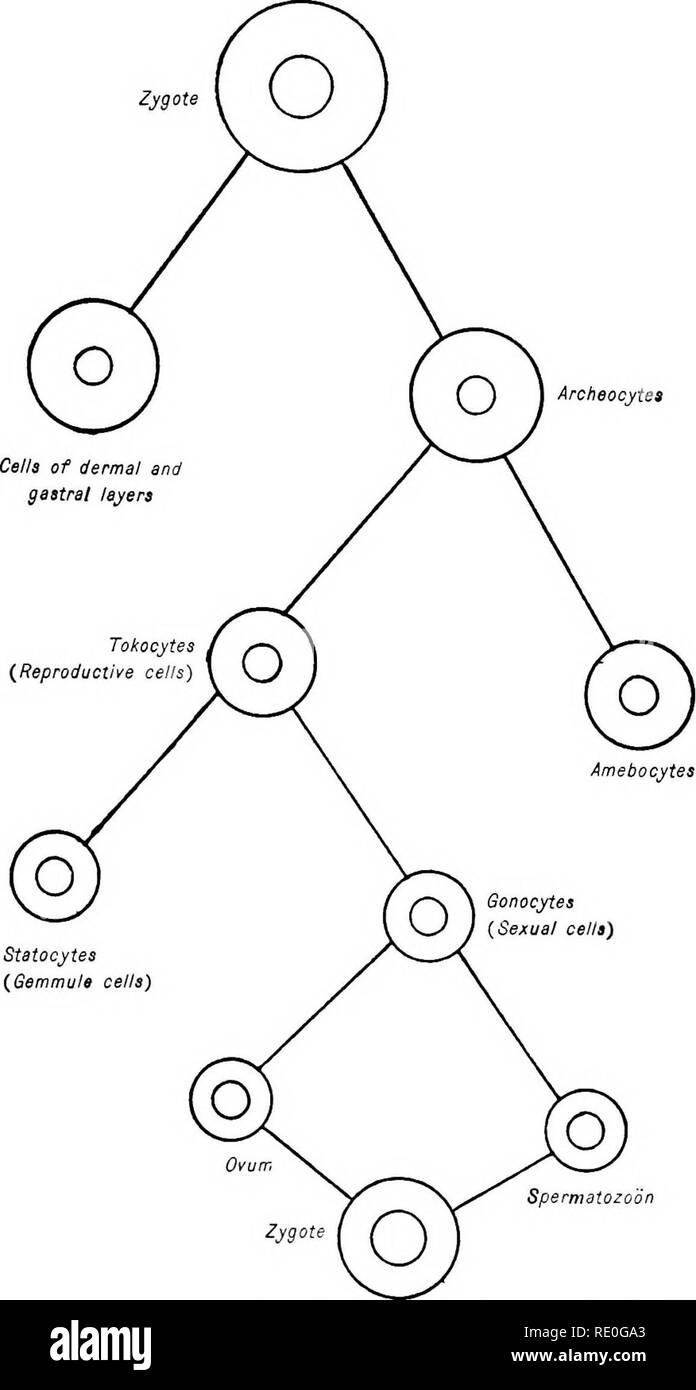 . The germ-cell cycle in animals . Cells. PORIFERA, CCELENTERATA ...
