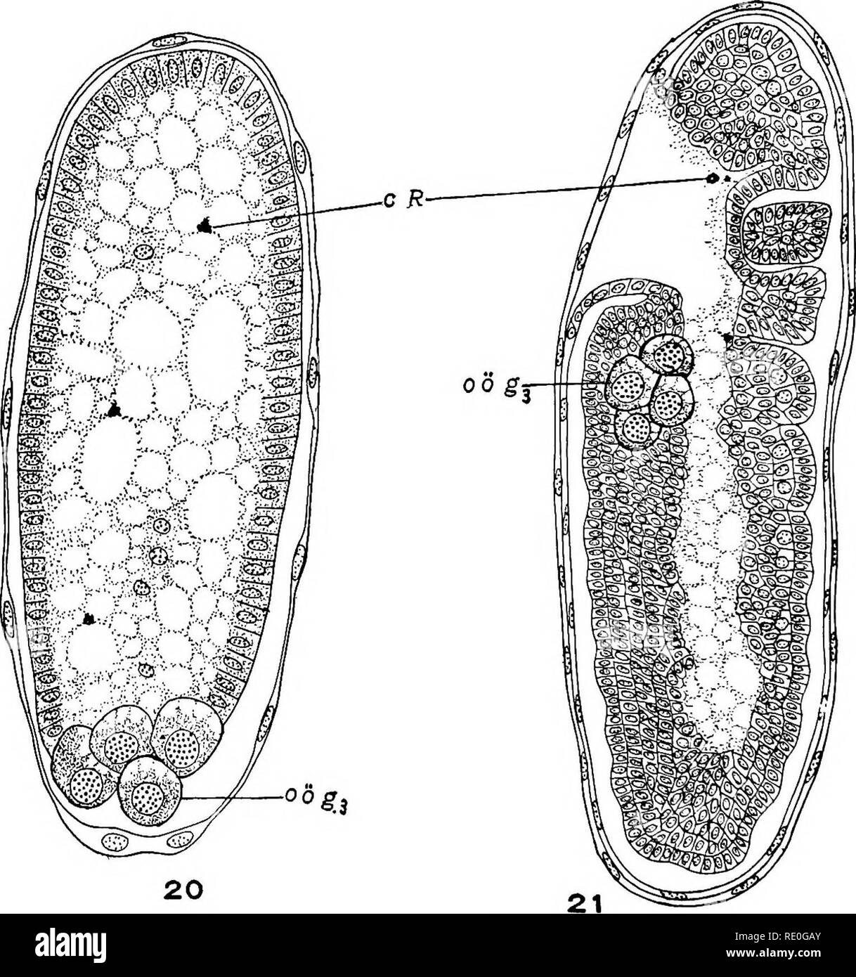 Oogonia cells hi-res stock photography and images - Alamy
