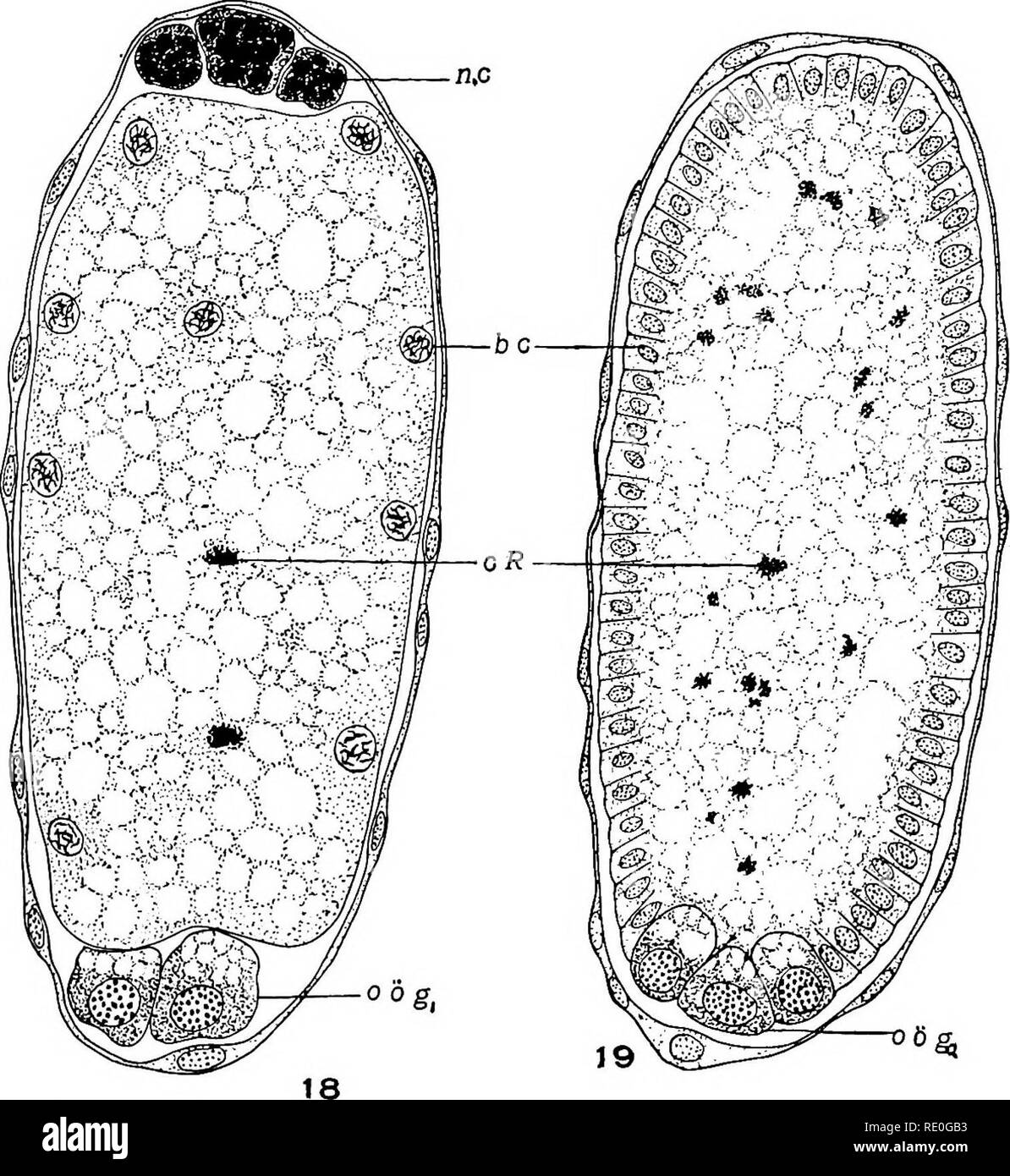 Oogonia cells hi-res stock photography and images - Alamy