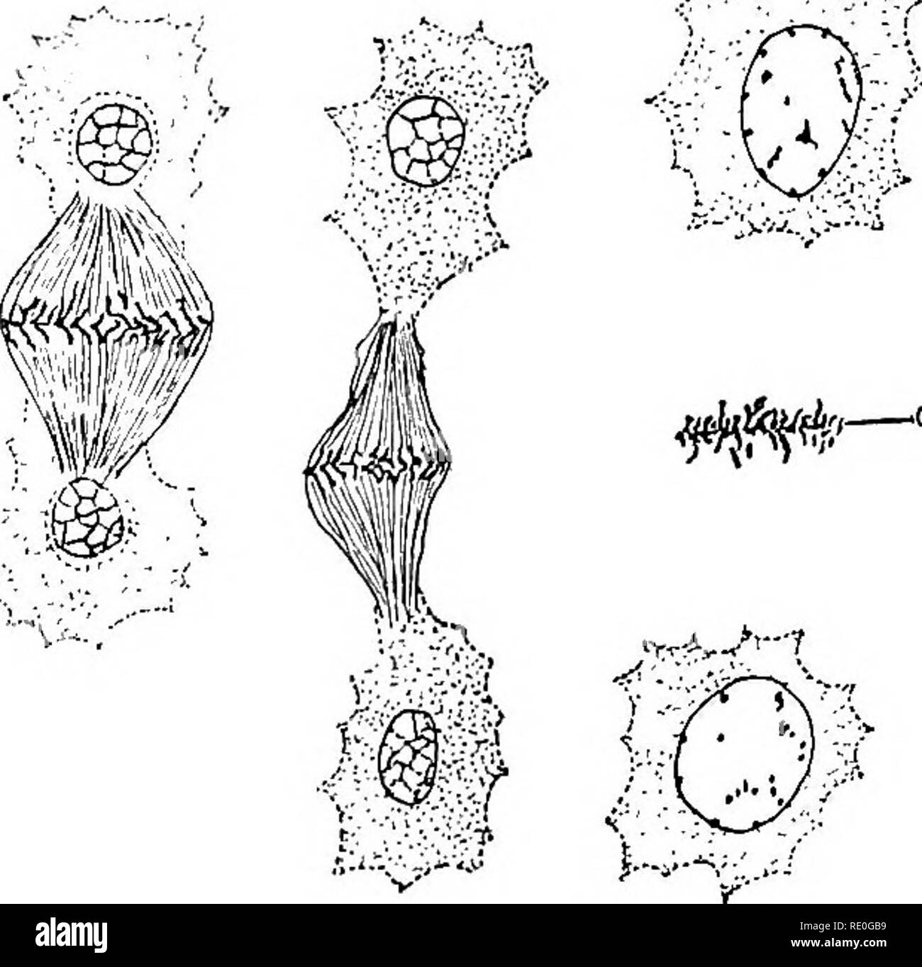 . The germ-cell cycle in animals . Cells. THE P^DOGENETIC FLY, MIASTOR ...