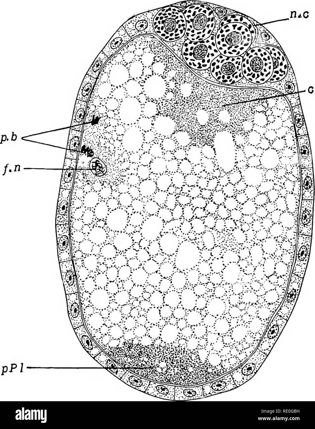 Polar body Black and White Stock Photos & Images - Alamy